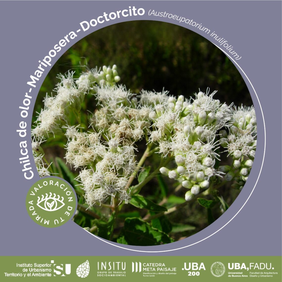 Chilca de olor, Mariposera o Doctorcito (Austroeupatorium inulifolium ...