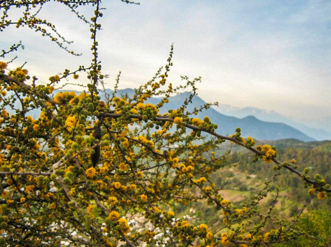 Espinillo (Acacia caven): El árbol nativo con flores amarillas que ...