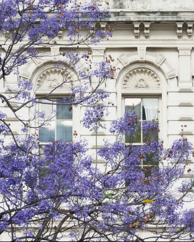 Jacarandá (Jacaranda mimosifolia): La especie nativa distintiva de la ...