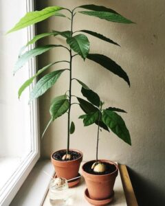 Cómo reproducir una palta desde el carozo y plantarla en casa - DeRaiz.ar