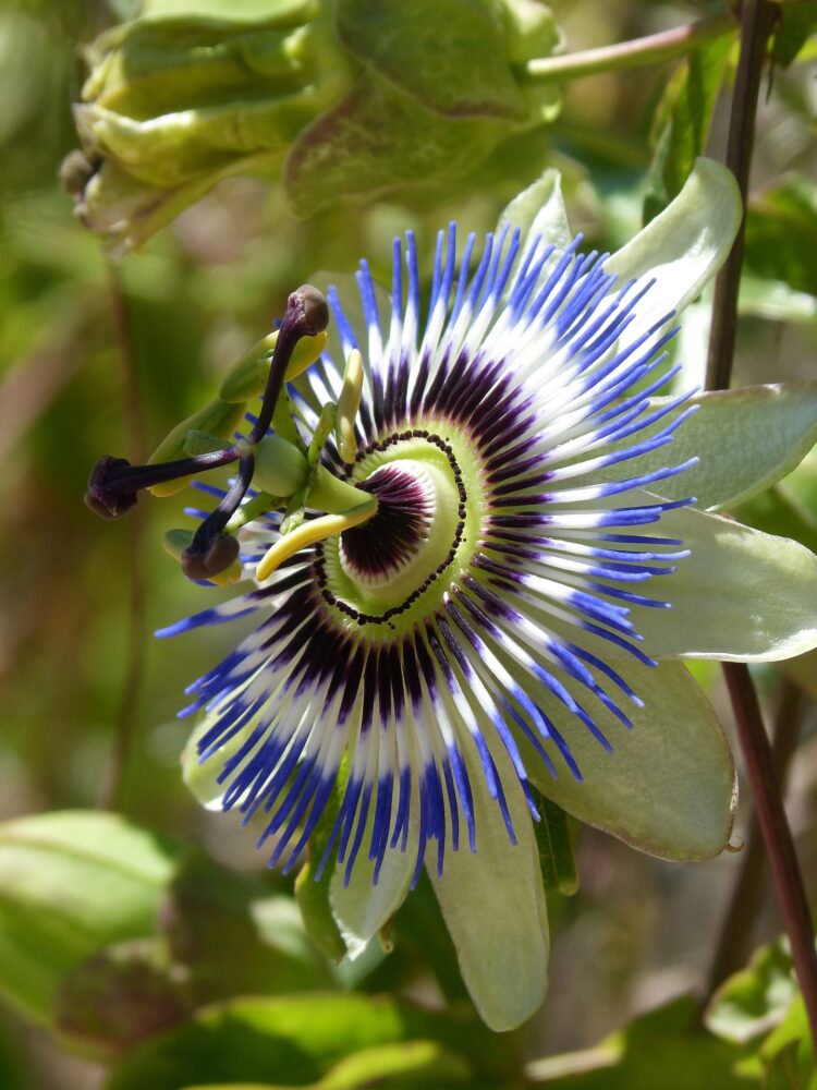 Temporada de Flor Pasionaria (Passiflora caerulea): La planta nativa ...