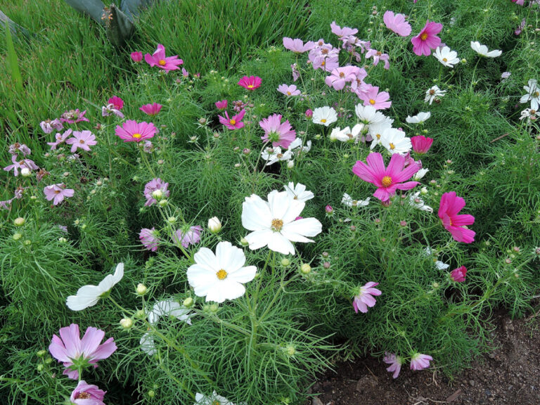 Cosmos (Cosmos bipinnatus): la planta ideal para llenar de flores y ...