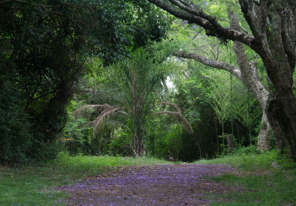 Isla Martín García: un destino para perderse entre naturaleza e ...