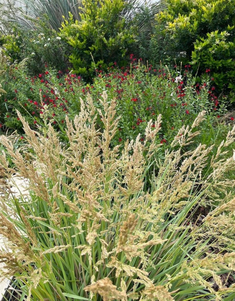 Las mejores plantas nativas para armar una pradera - DeRaiz.ar