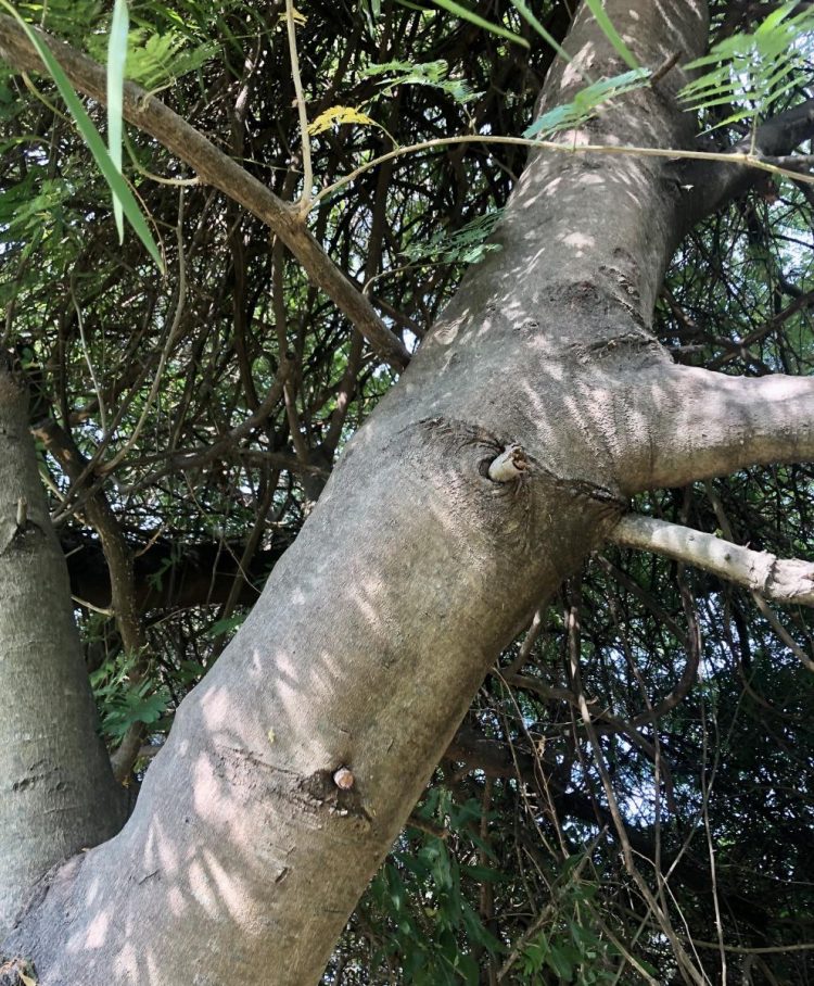 Curupí o Lecherón (Sapium haematospermum): un árbol nativo