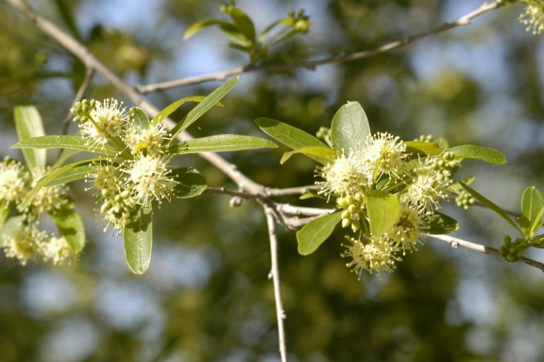 Palo Amarillo: el árbol nativo que llena tu otoño de color