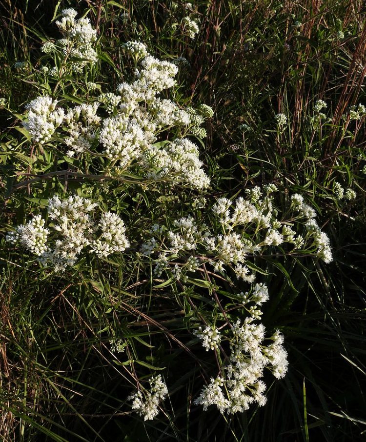 Austroeupatorium inulifolium, la planta que se autopoda con mariposas