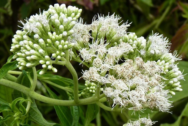 Austroeupatorium inulifolium, la planta que se autopoda con mariposas