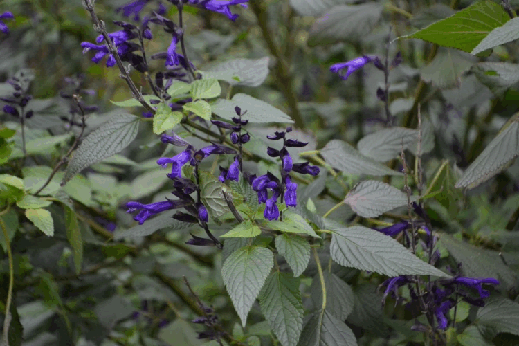 Flores nativas que atraen mariposas y abejas a tu jardín